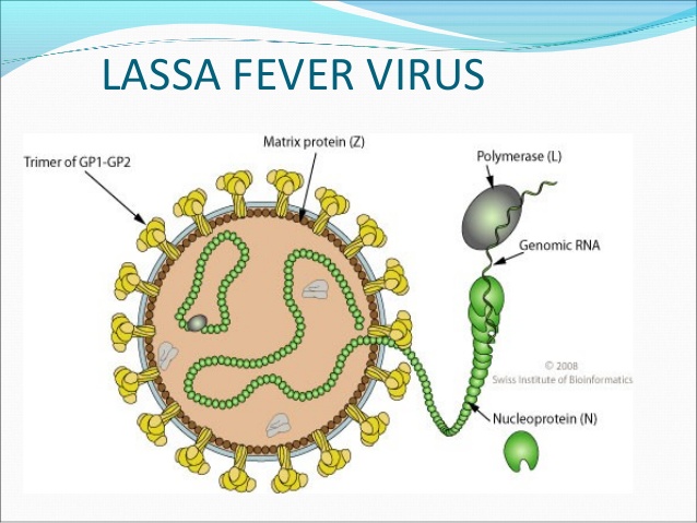 GHS issues Lassa Fever alert, 30 confirmed dead in Nigeria - Prime News ...
