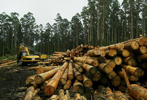 Gov't to establish Tree Crop Devâ€™t Authority to boost timber export ...