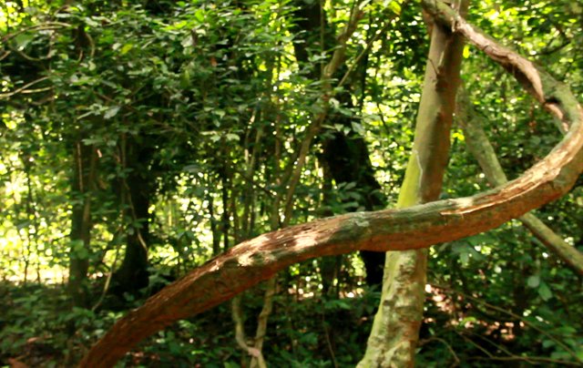 Check out the mysterious plant women don't touch - Prime News Ghana