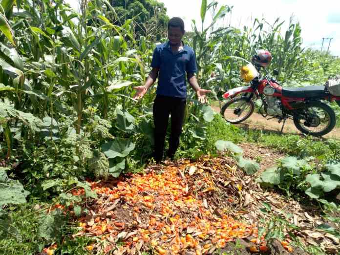 Wa: Tomato farmers devastated as their efforts go waste - Prime News Ghana