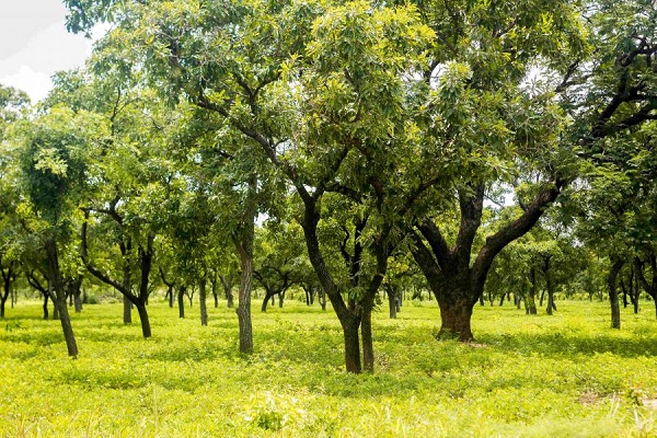 Let's support Akufo-Addo's 'Green Ghana' vision to plant five million ...