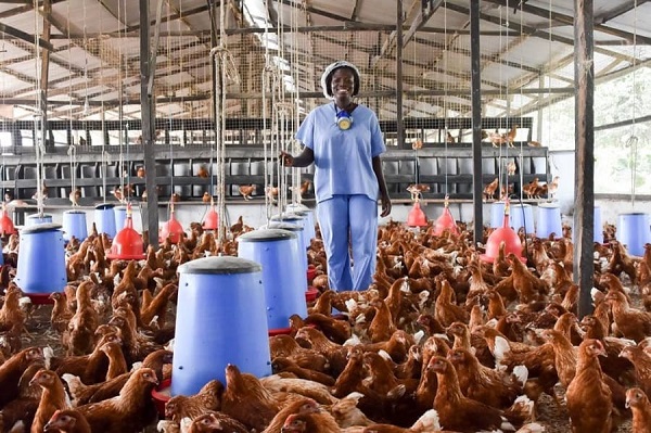 70 Of Poultry Farms On Verge Of Collapse As Poultry Feed Rises By 300