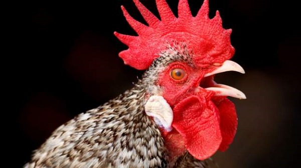 Nigerian rooster loses court battle over noise complaint - Prime News Ghana